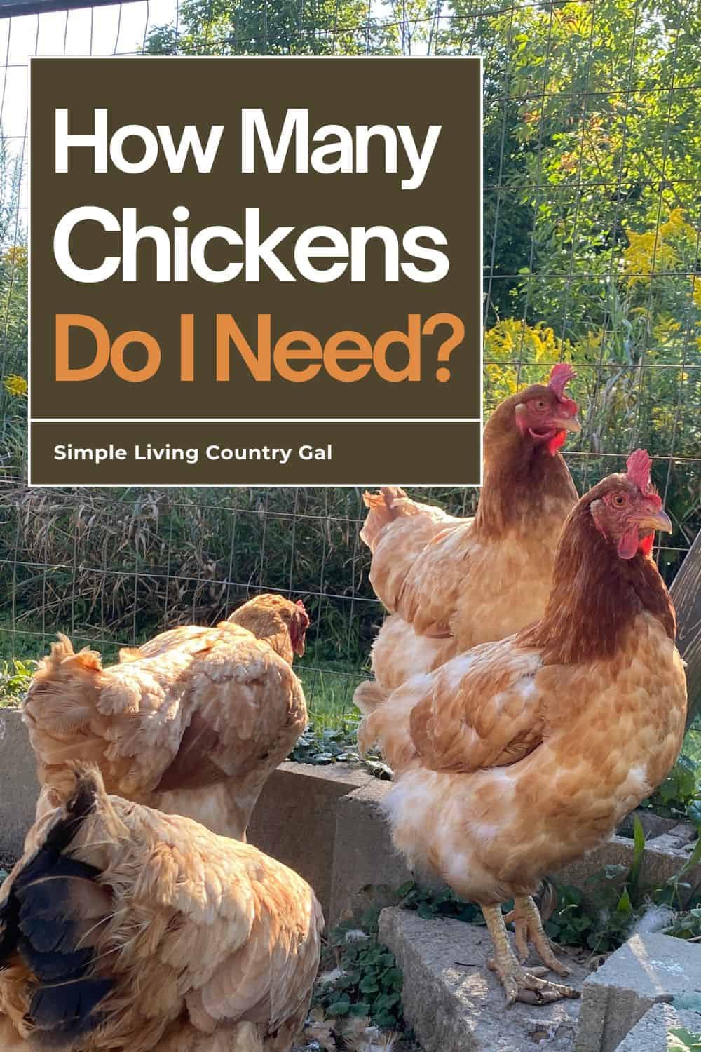 How Many Chickens Do I Need for My Family | Simple Living Country Gal