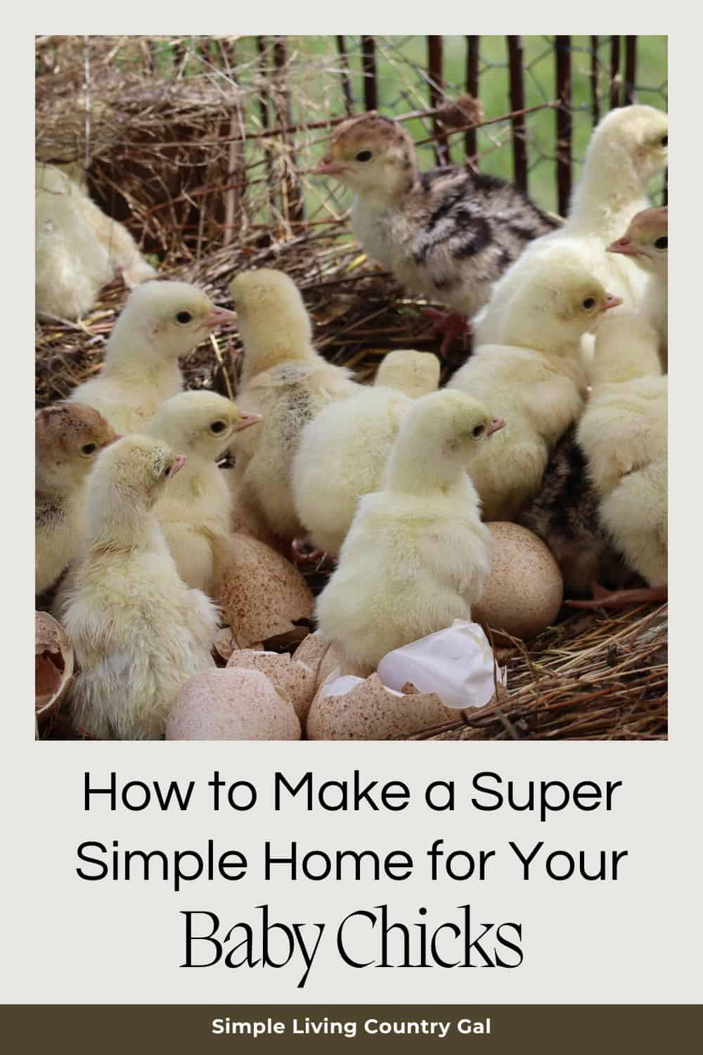 Affordable Baby Chicks Ducks Housing: A DIY Guide