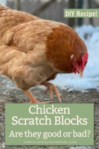Scratch Block for Chickens: Benefits and Uses | Simple Living Country Gal