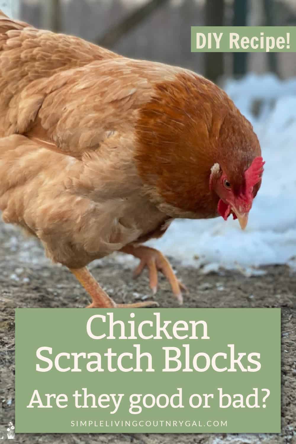 Scratch Block for Chickens: Benefits and Uses | Simple Living Country Gal