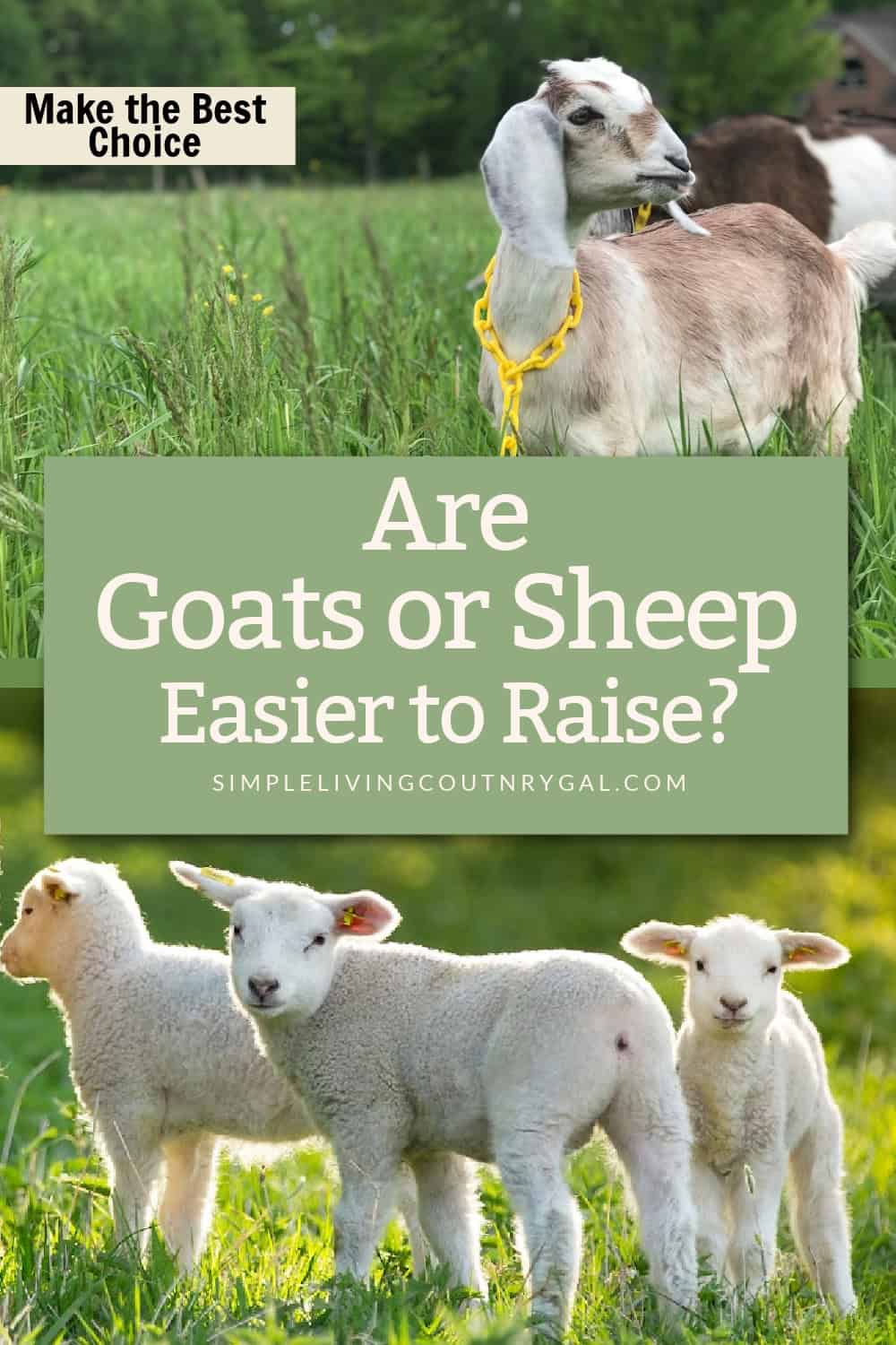 The Pros and Cons of Raising Goats vs. Sheep | Simple Living Country Gal