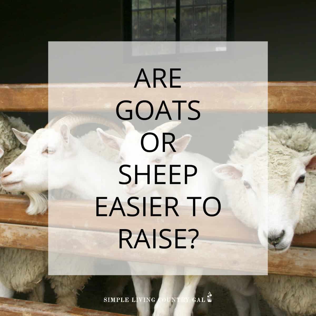 The Pros and Cons of Raising Goats vs. Sheep | Simple Living Country Gal