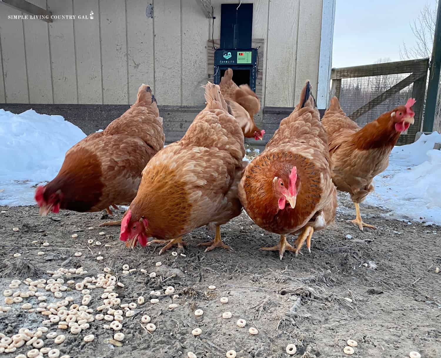 Scratch Block for Chickens: Benefits and Uses | Simple Living Country Gal