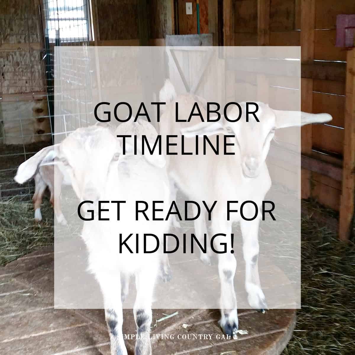 Goat Labor Timeline: Understanding Each Stage | Simple Living Country Gal