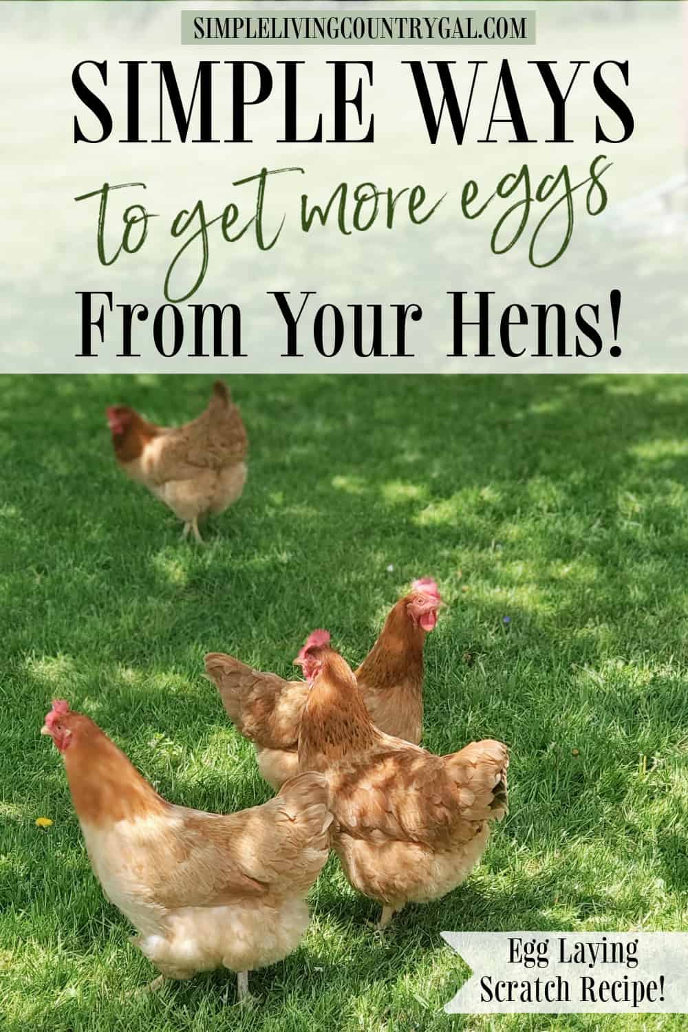 How to Get Chickens to Lay More Eggs | Simple Living Country Gal