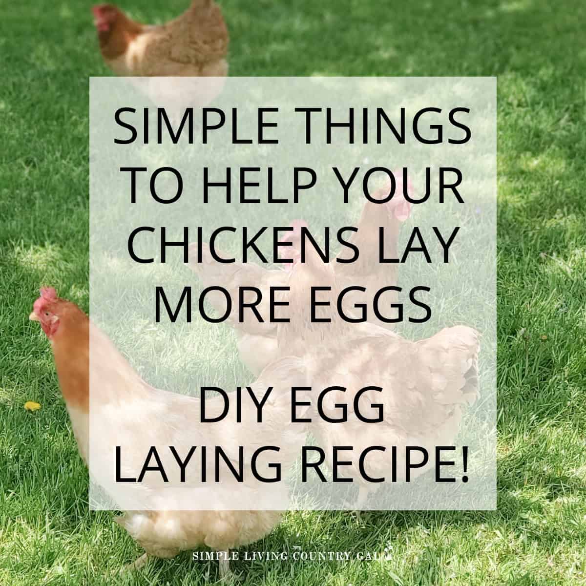 How to Get Chickens to Lay More Eggs | Simple Living Country Gal