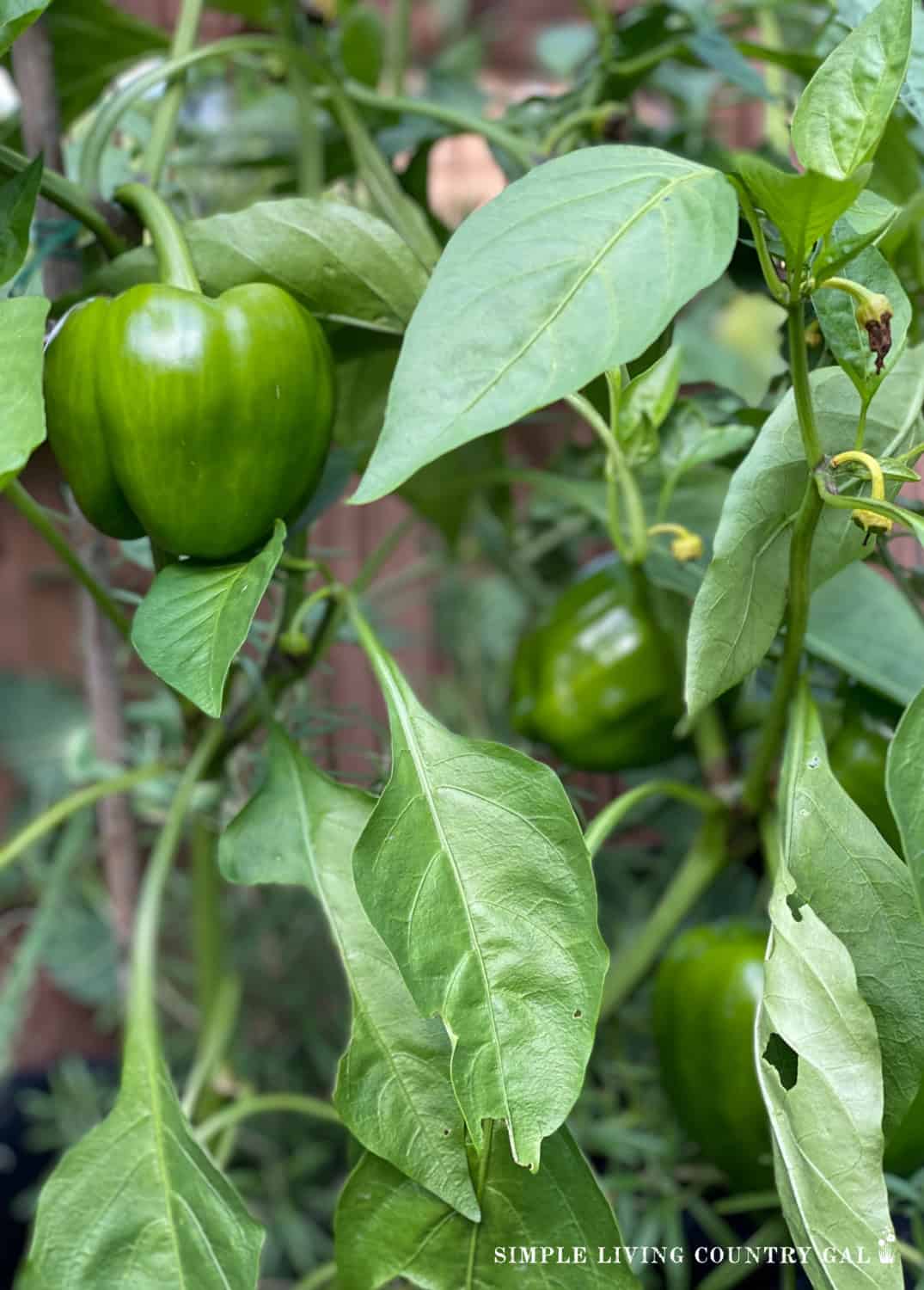Salsa Garden Layout Tips for Backyard Gardening | Simple Living Country Gal