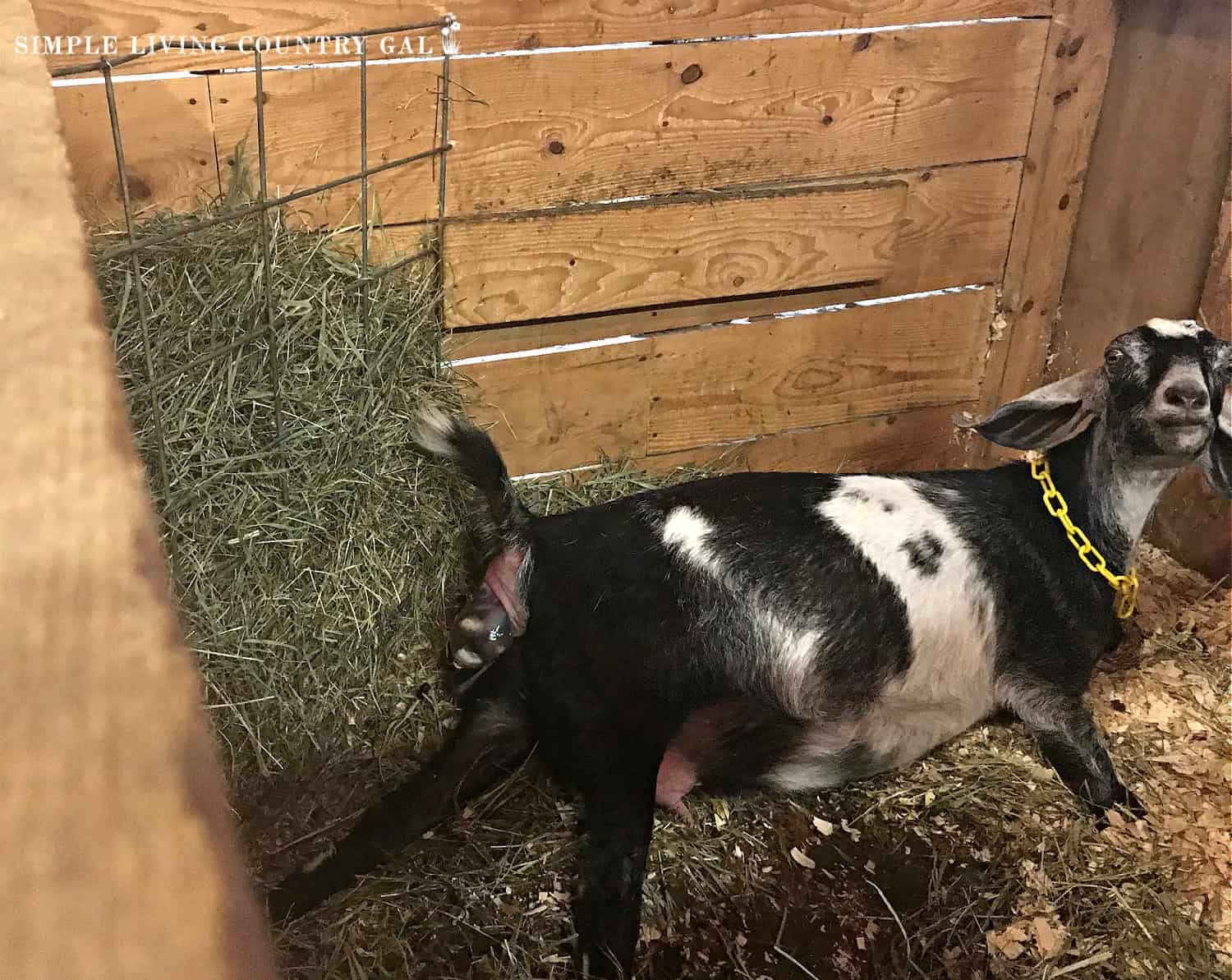 Goat Labor Timeline: Understanding Each Stage | Simple Living Country Gal