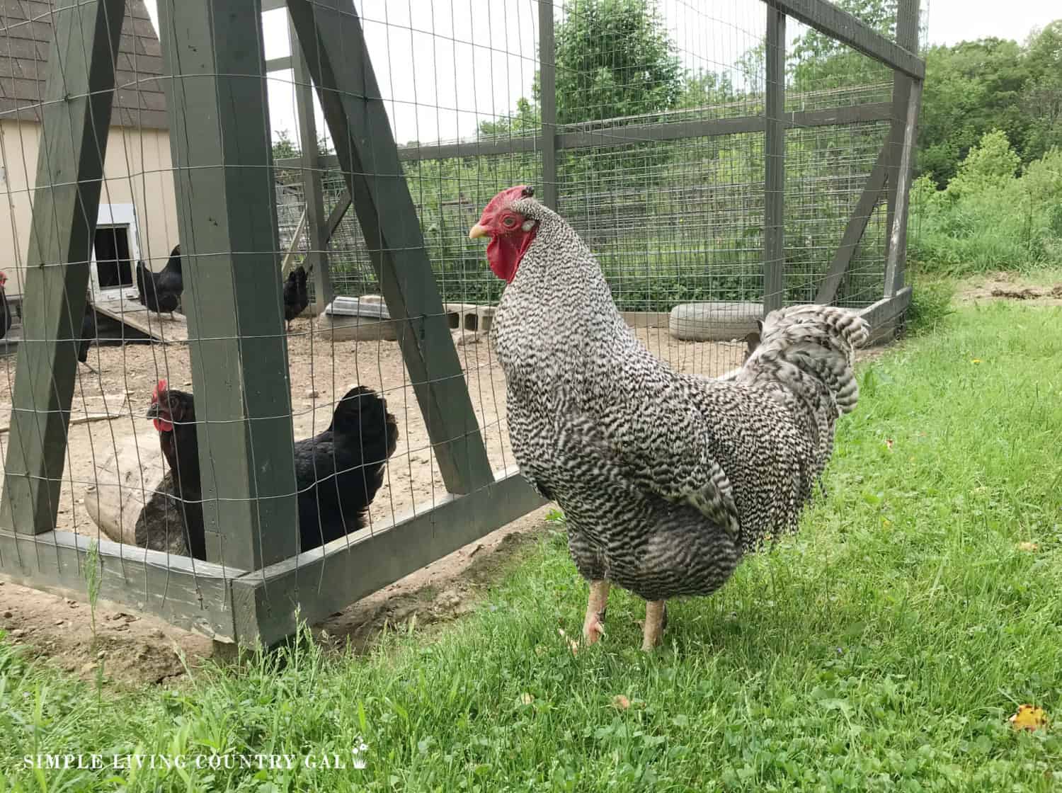 Dealing with an Aggressive Rooster to Protect Your Family | Simple ...