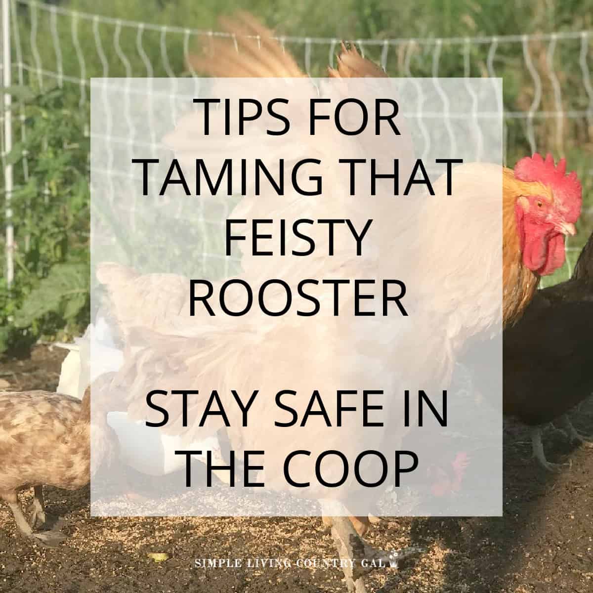 Dealing with an Aggressive Rooster to Protect Your Family | Simple ...
