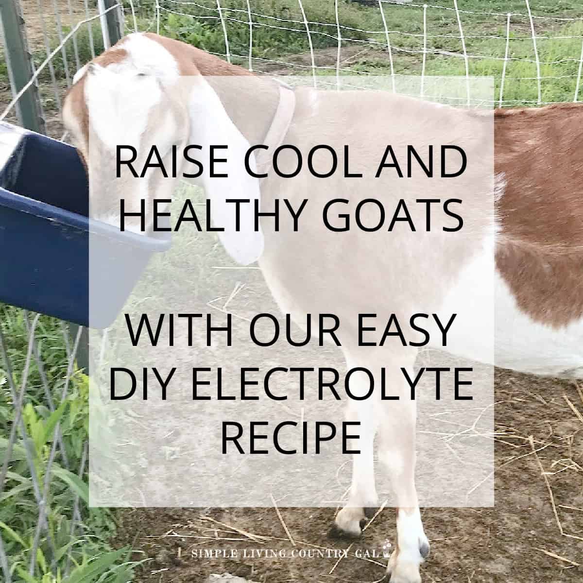 Goat Electrolytes Recipe for Summer Goat Care | Simple Living Country Gal