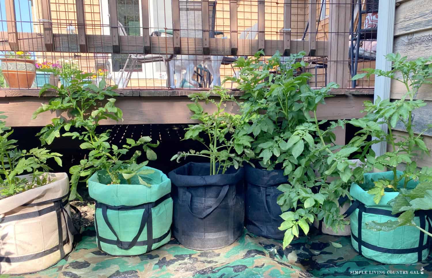 Container Gardening Supply List to Get Started | Simple Living Country Gal