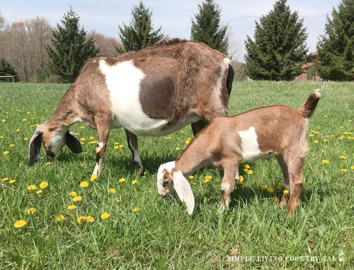 Goat Electrolytes Recipe for Summer Goat Care | Simple Living Country Gal