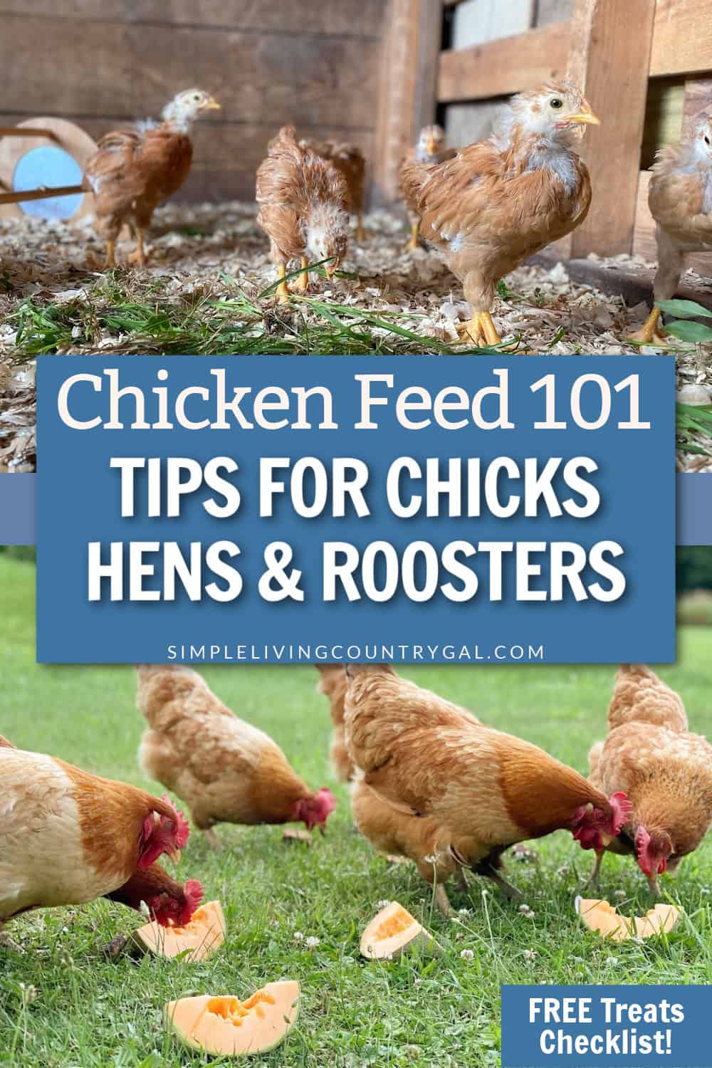 Feed for Chickens: A Guide for Every Stage | Simple Living Country Gal