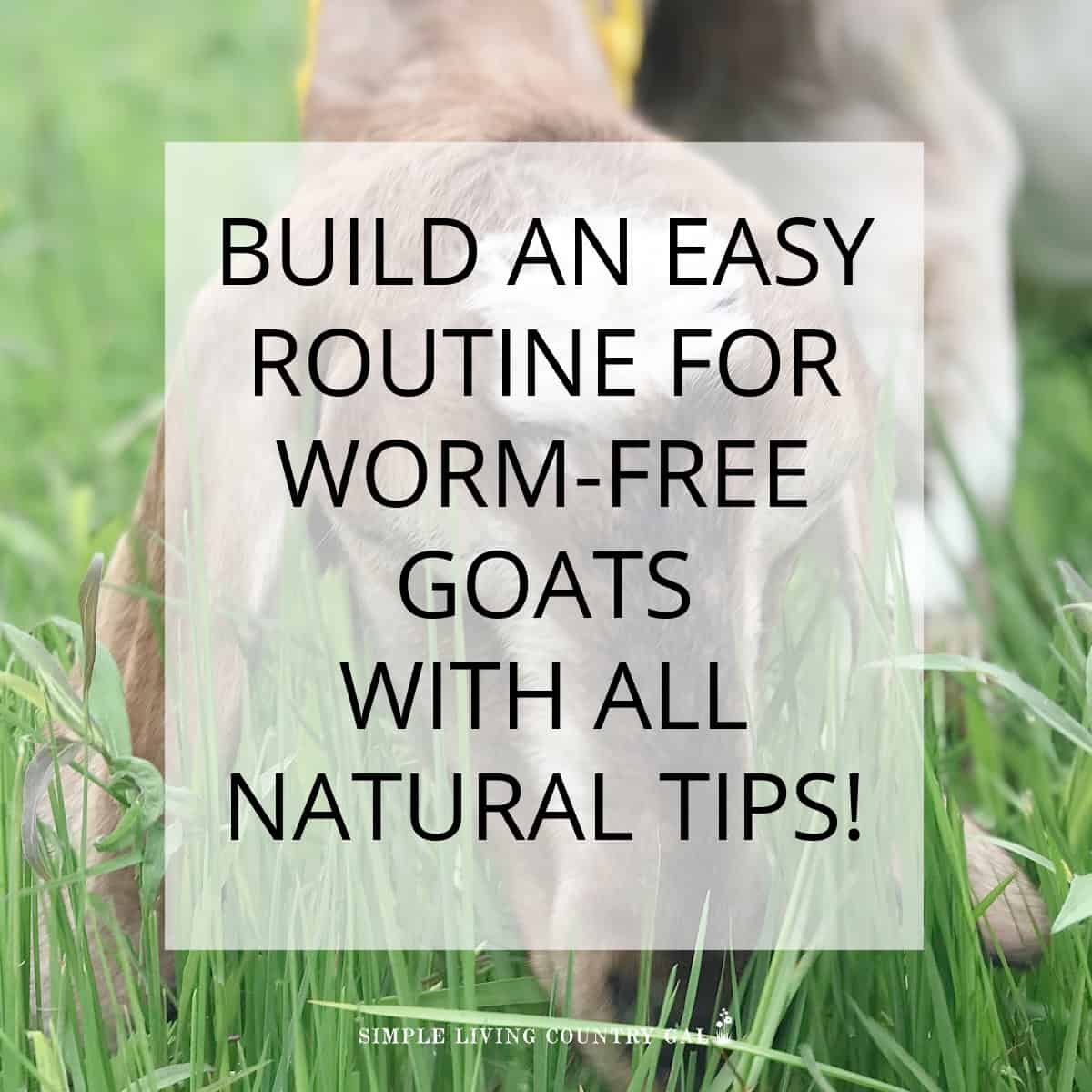 Natural Routine Deworming for Healthier Goats | Simple Living Country Gal