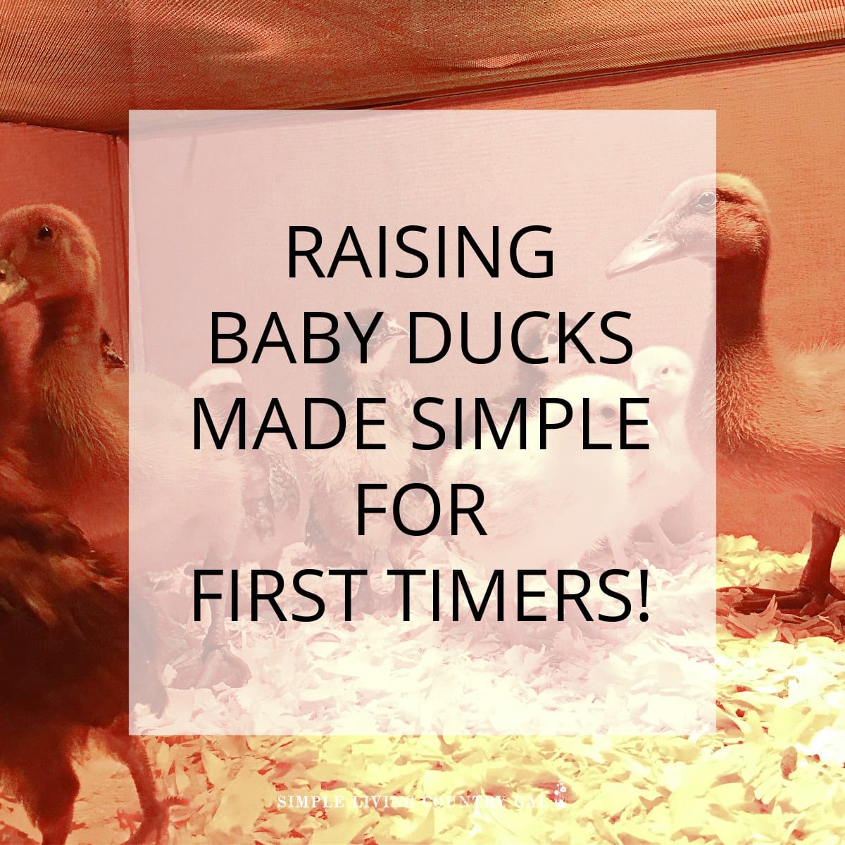 Raising Baby Ducks for Beginners: A Complete Guide | Simple Living Country Gal