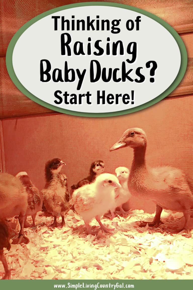 Raising Baby Ducks for Beginners: A Complete Guide | Simple Living ...