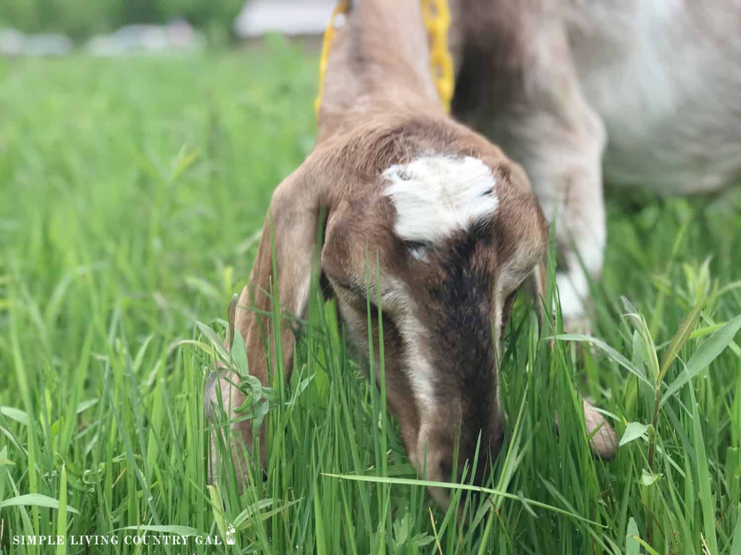 Natural Routine Deworming for Healthier Goats | Simple Living Country Gal