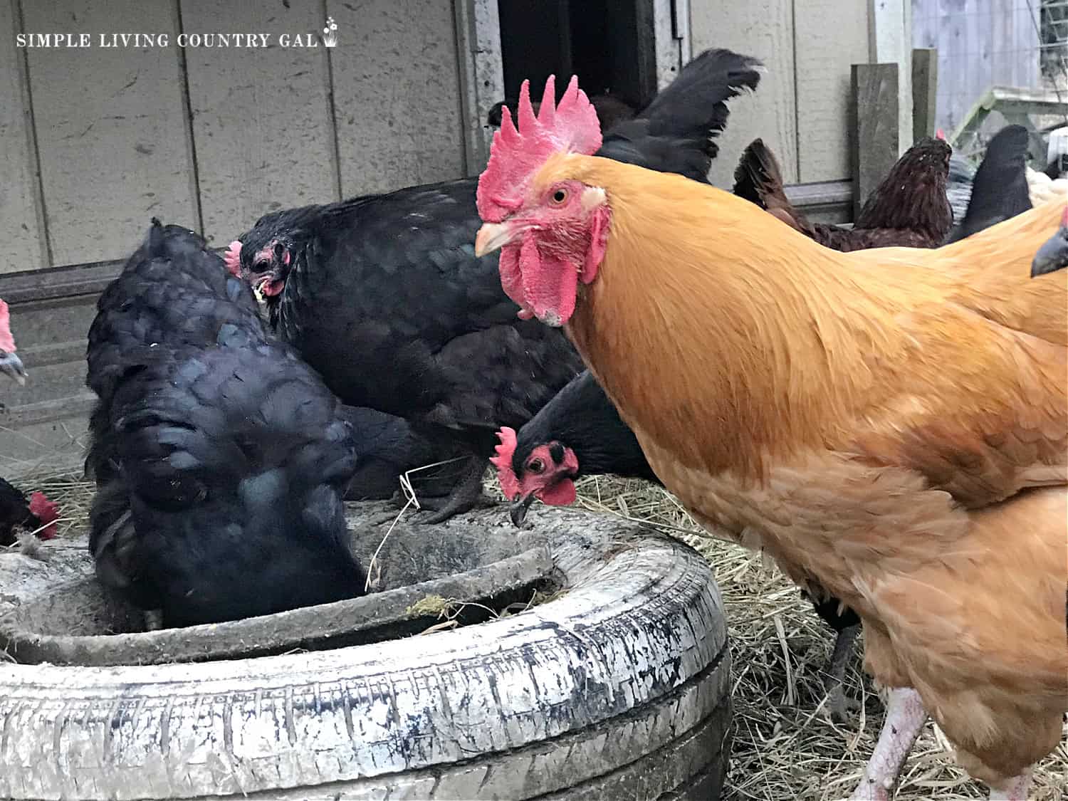 Feed for Chickens: A Guide for Every Stage | Simple Living Country Gal