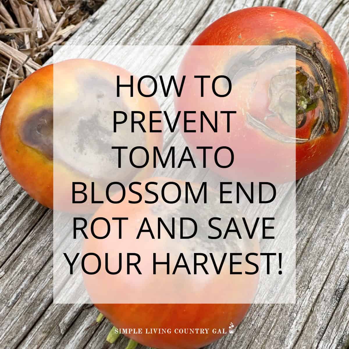 How to Handle Tomato Blossom End Rot and Prevent It | Simple Living ...