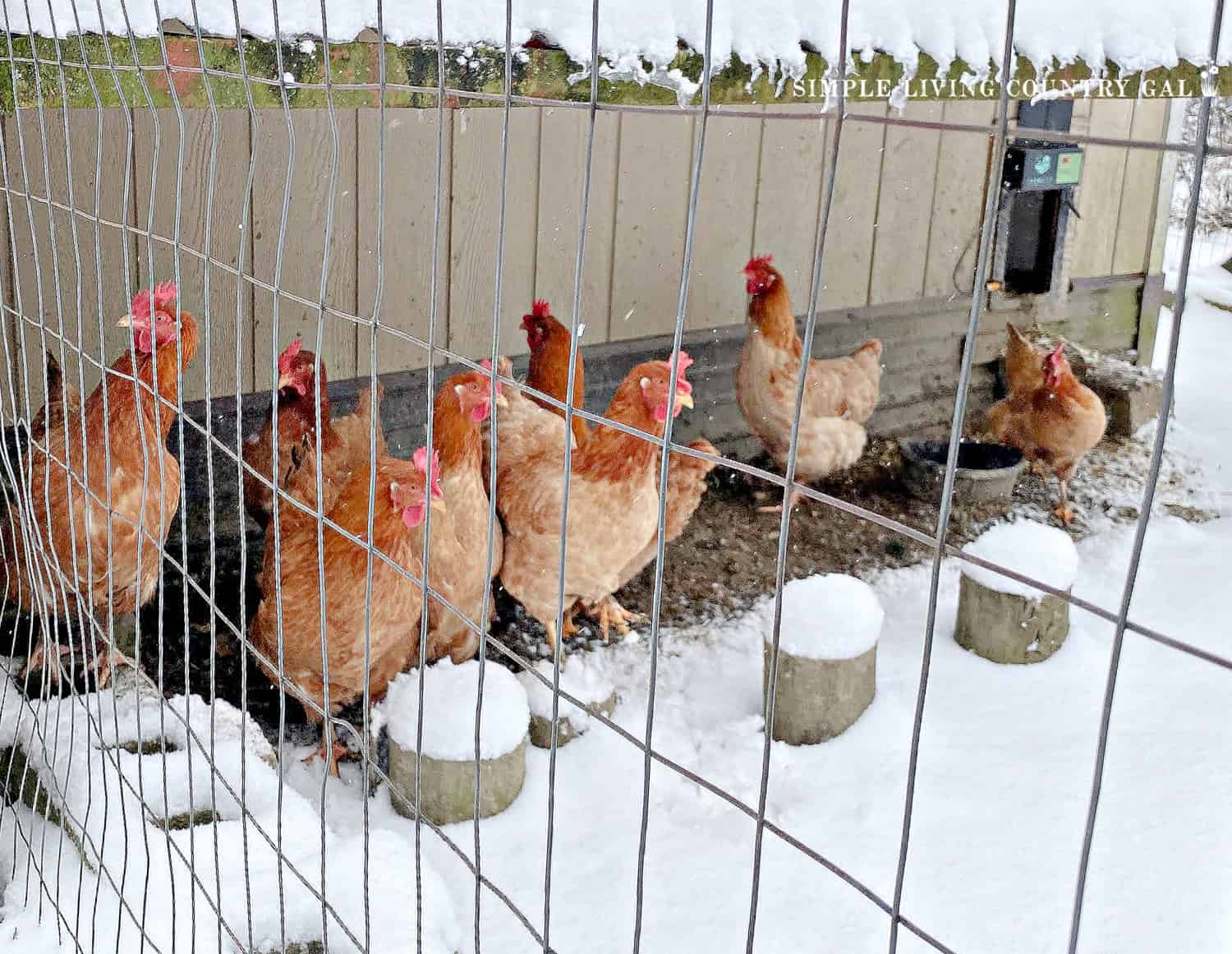 Common Chicken Health Issues Every Owner Should Know | Simple Living ...