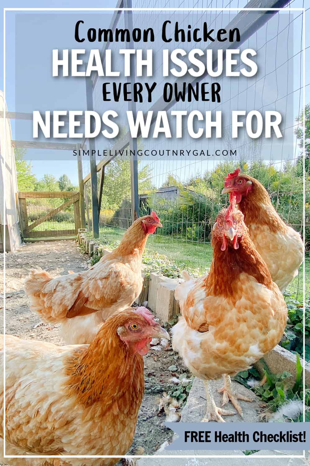 Common Chicken Health Issues Every Owner Should Know | Simple Living ...