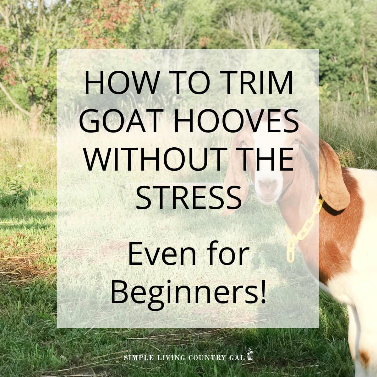 How to Trim Goat Hooves: A Simple Guide | Simple Living Country Gal