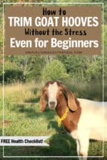 How to Trim Goat Hooves: A Simple Guide | Simple Living Country Gal
