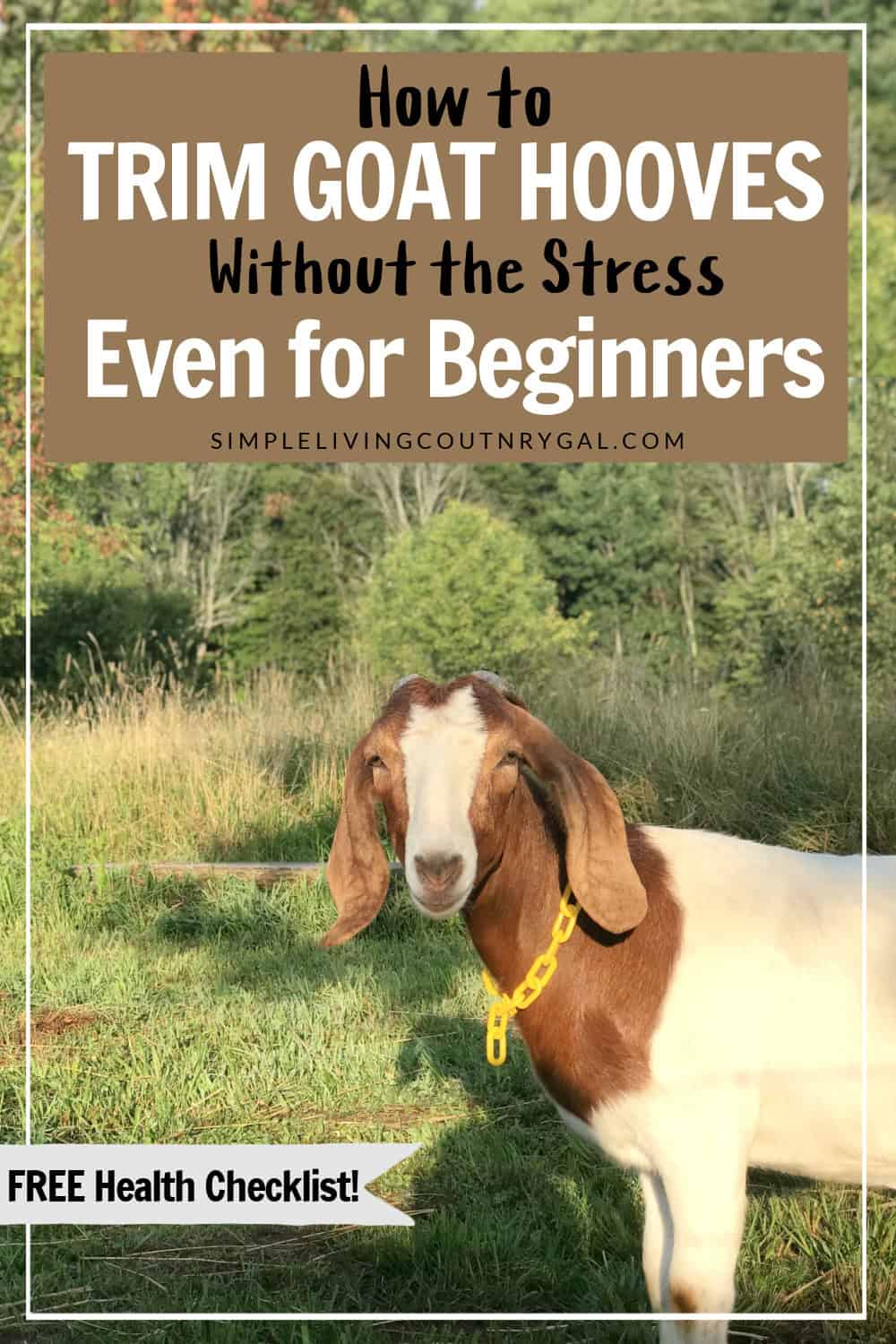 How to Trim Goat Hooves: A Simple Guide | Simple Living Country Gal