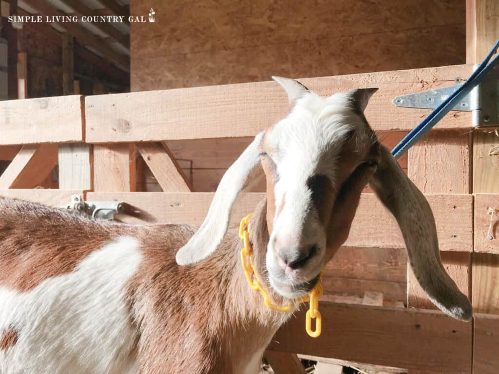 Creating a Milking Routine for Dairy Goats Guide | Simple Living ...