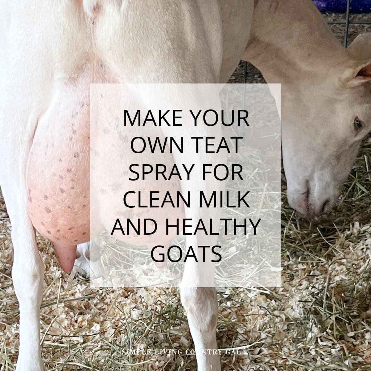 DIY Teat Spray for Goats | Natural, Easy Recipe for Healthy Milk