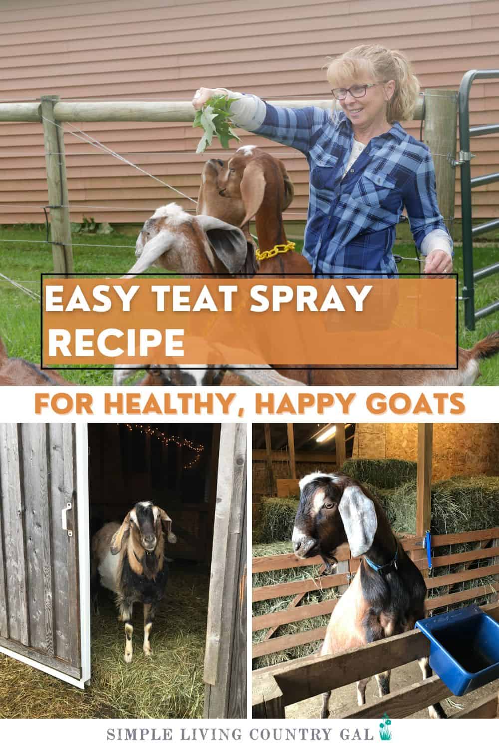 DIY Teat Spray for Goats | Natural, Easy Recipe for Healthy Milk