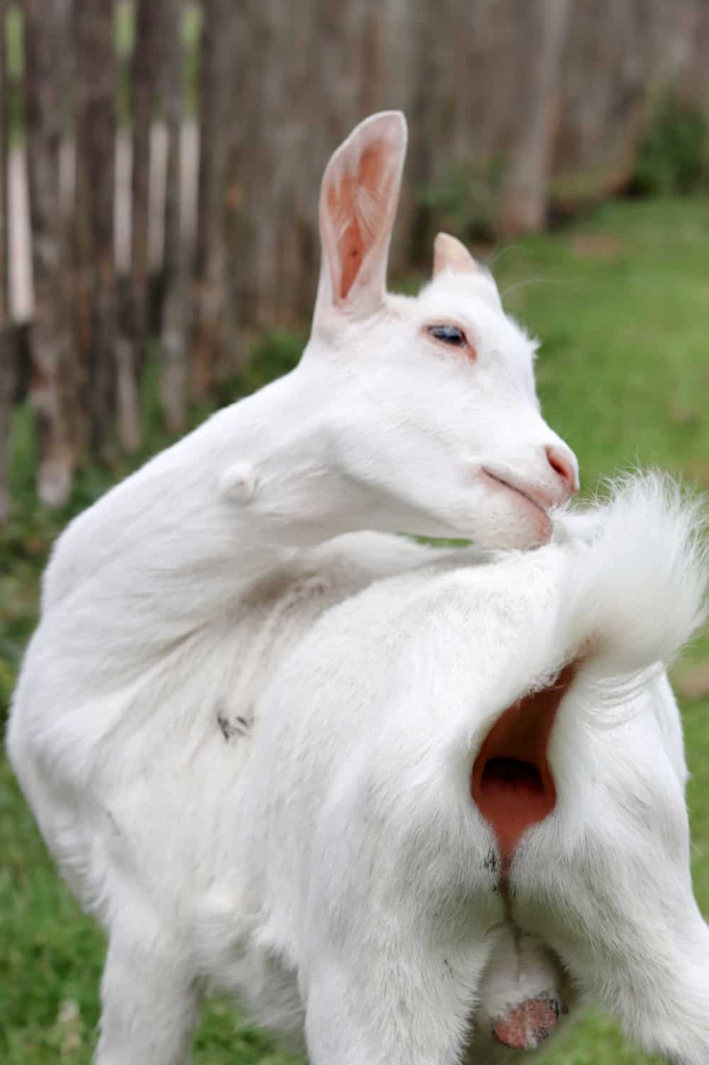 How to Identify and Treat Common Goat Skin Issues | Simple Living ...