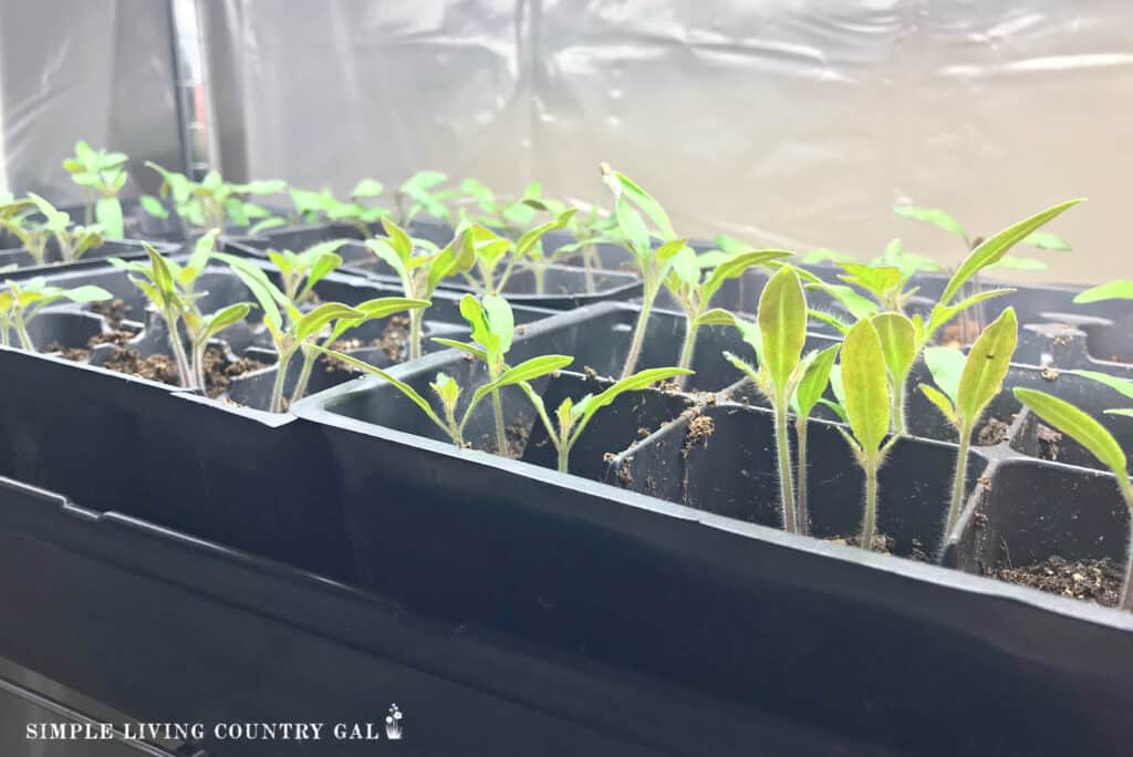 February Homesteading To-Do List and Tips | Simple Living Country Gal